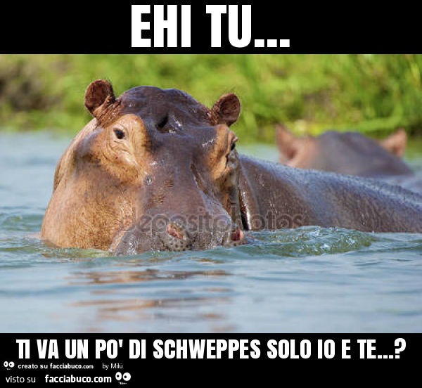 Memes Schweppes