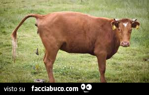 Mucca che fa la cacca - Facciabuco.com
