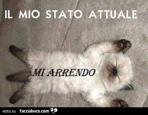 Mi Arrendo Meme A Volte Arrendersi Non è Perdere. È Rivincere La